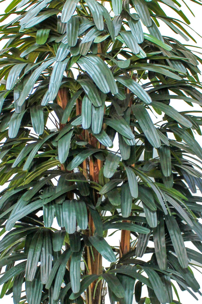Raphis Kunstpalm 180cm Kopen | Gratis Bezorging | PrettyPlants