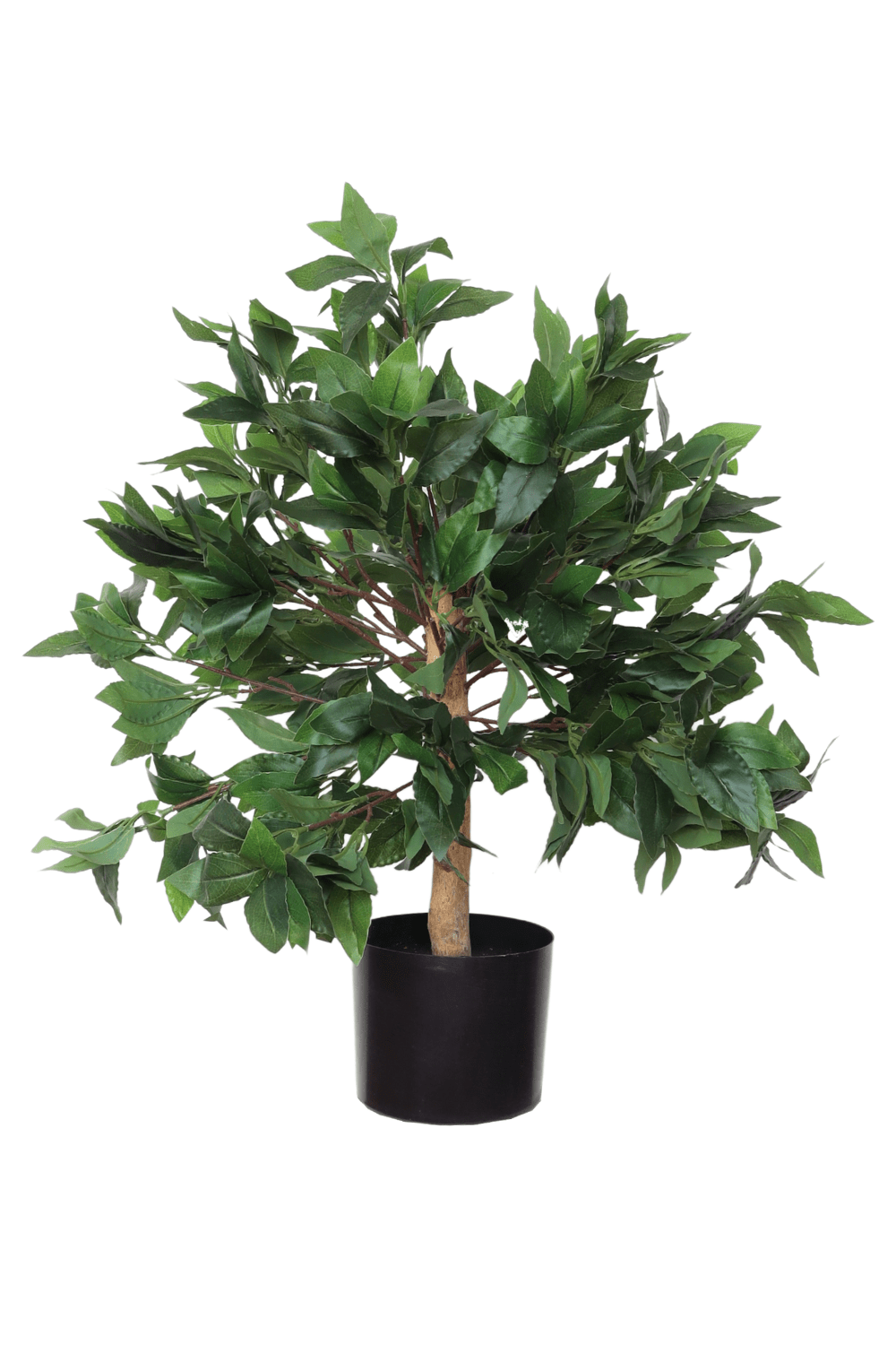 Laurier Kunstboom 60cm | Ontdek alle planten.. | PrettyPlants